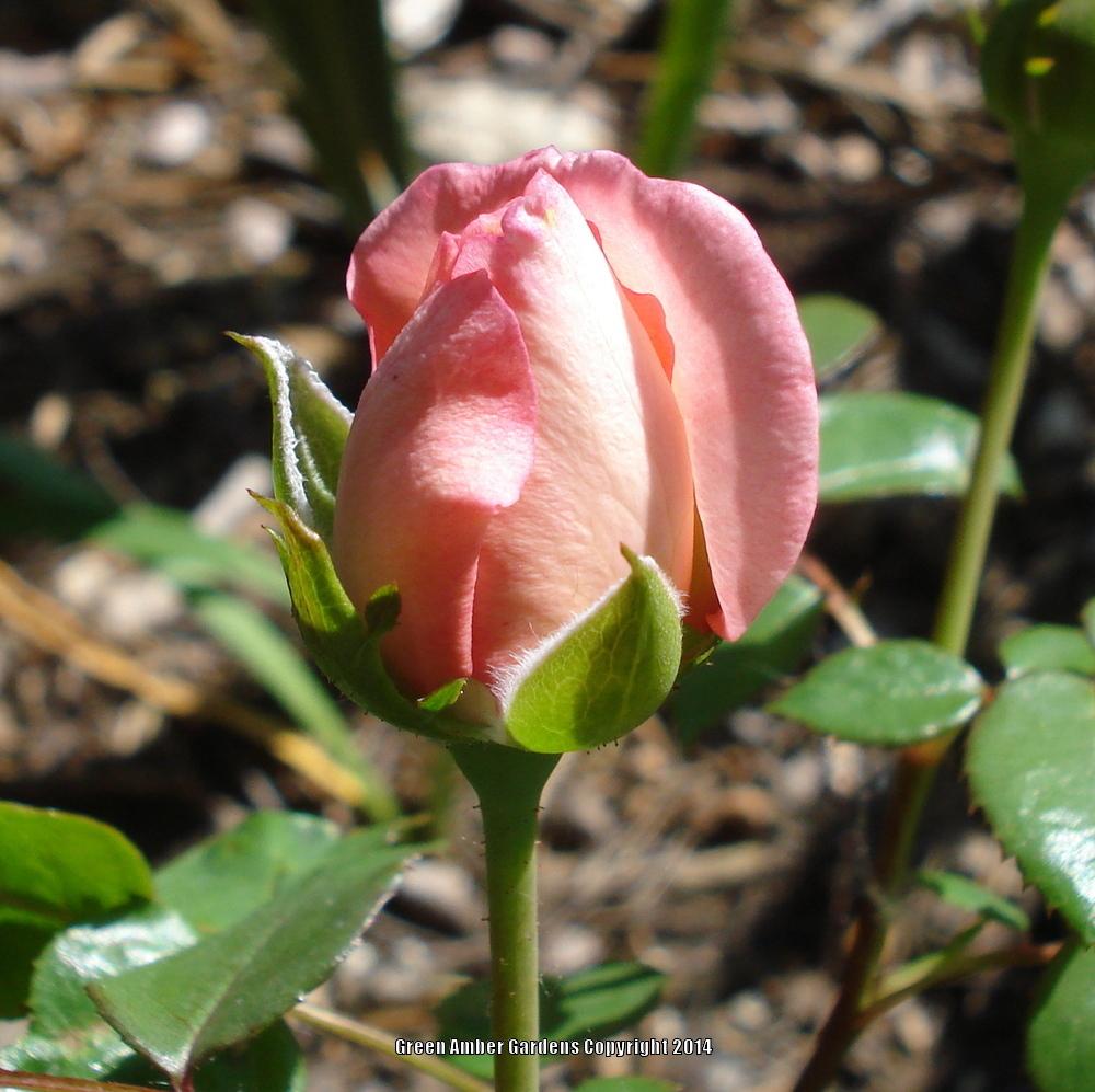 Photo of the closeup of buds, sepals and receptacles of Rose (Rosa 'Savannah') posted by ...