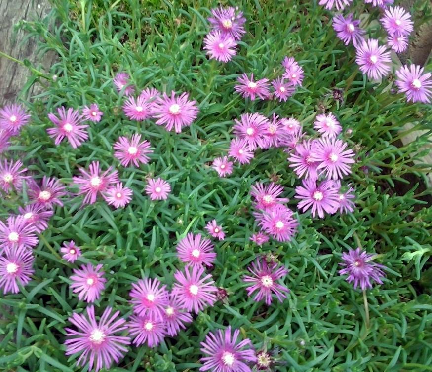 Ice Plant (Delosperma cooperi) - Garden.org