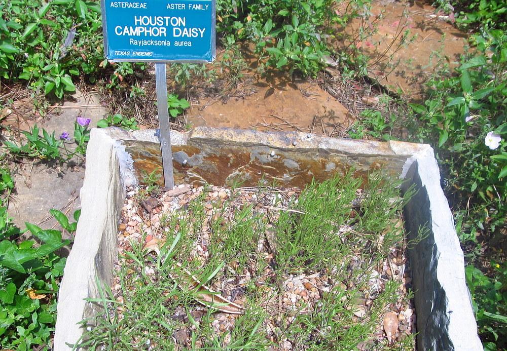 Houston Camphor Daisy (Rayjacksonia aurea) - Garden.org