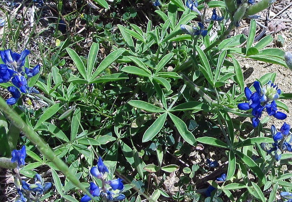 Photo of the leaves of Texas Bluebonnet (Lupinus texensis) posted by ...