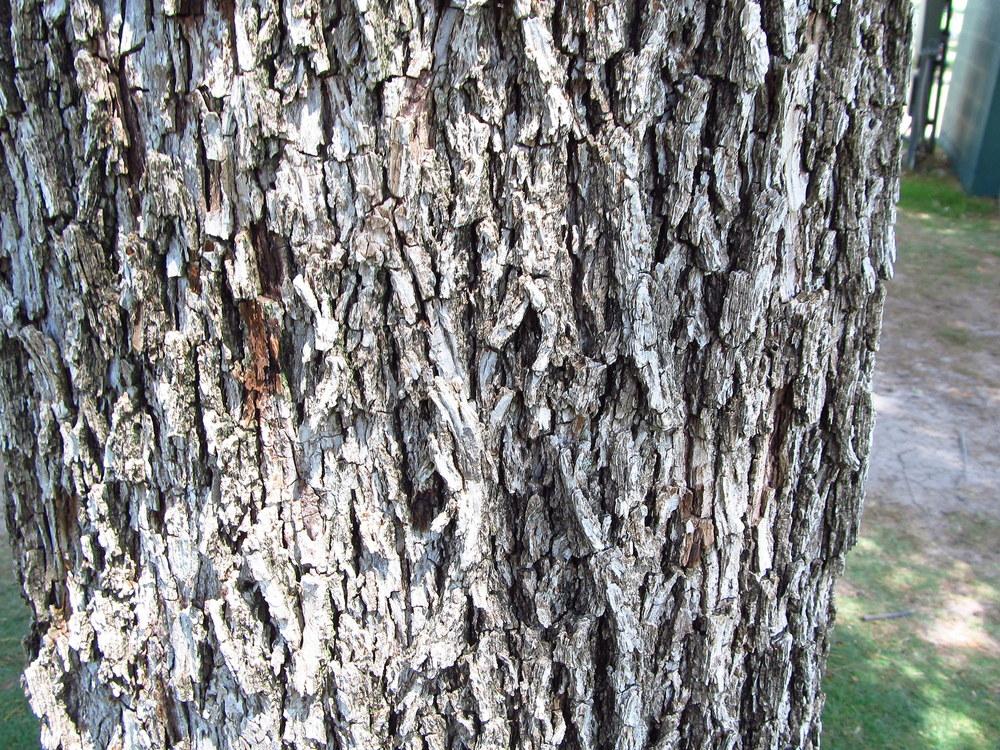 Pecans: Plant Care and Collection of Varieties - Garden.org