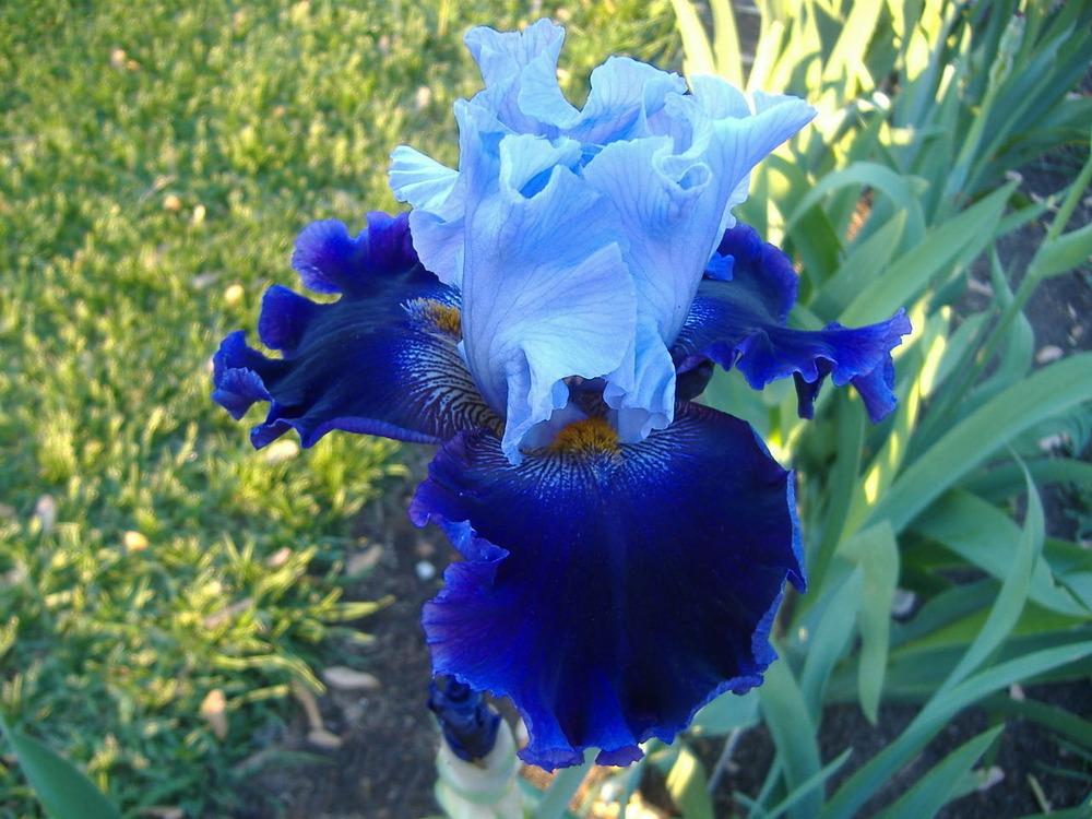 Tall Bearded Iris (Iris 'Global Crossing') in the Irises Database ...