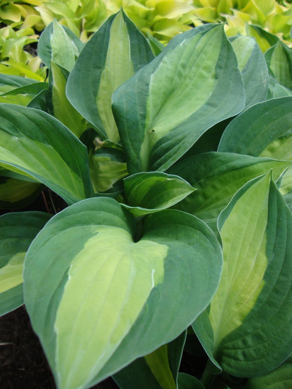 Hosta 'Ghostmaster' in the Hostas Database - Garden.org