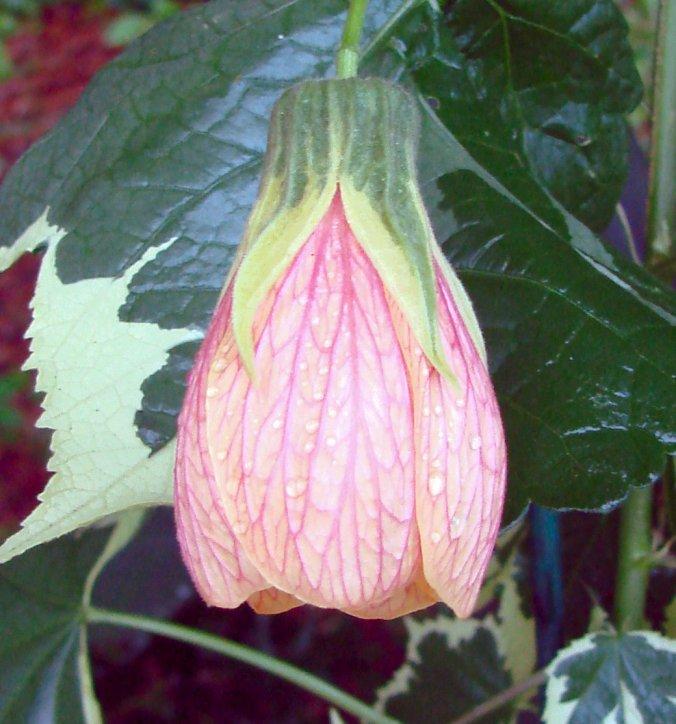 Abutilons: Plant Care and Collection of Varieties - Garden.org