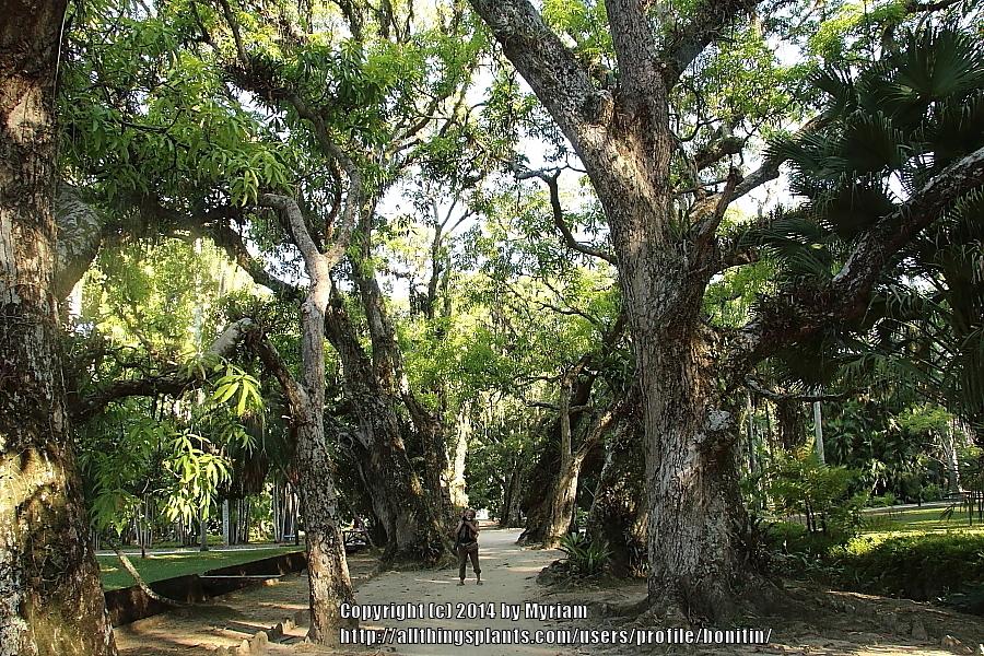 Photo of the entire plant of Common Mango (Mangifera indica) posted by ...