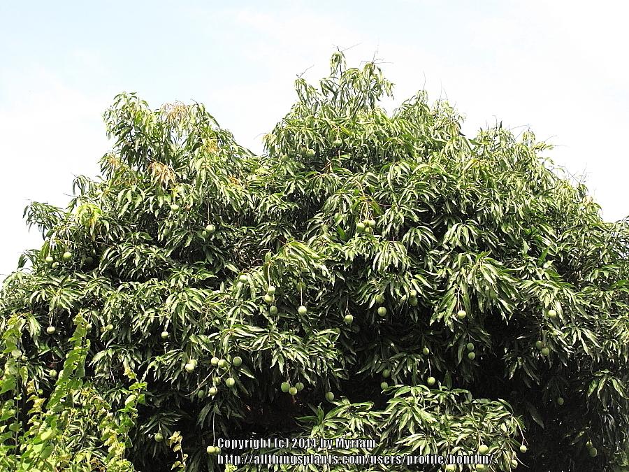 Mangoes: Plant Care and Collection of Varieties - Garden.org