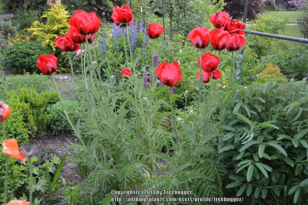Photo of the entire plant of Oriental Poppy (Papaver orientale 'Beauty ...