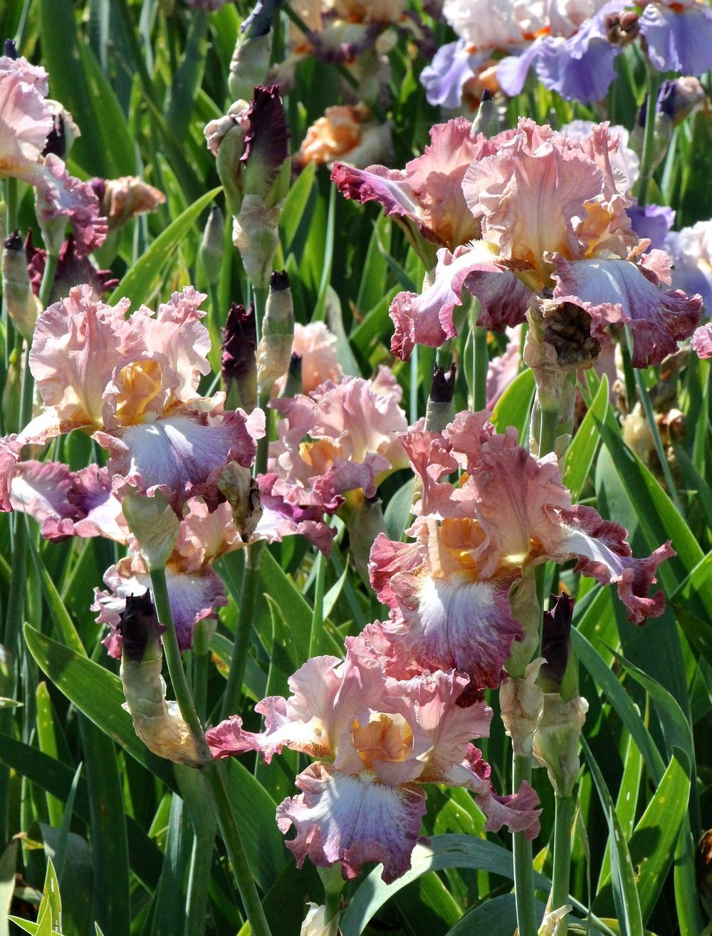 Photo of the bloom of Tall Bearded Iris (Iris 'Candy Club') posted by ...