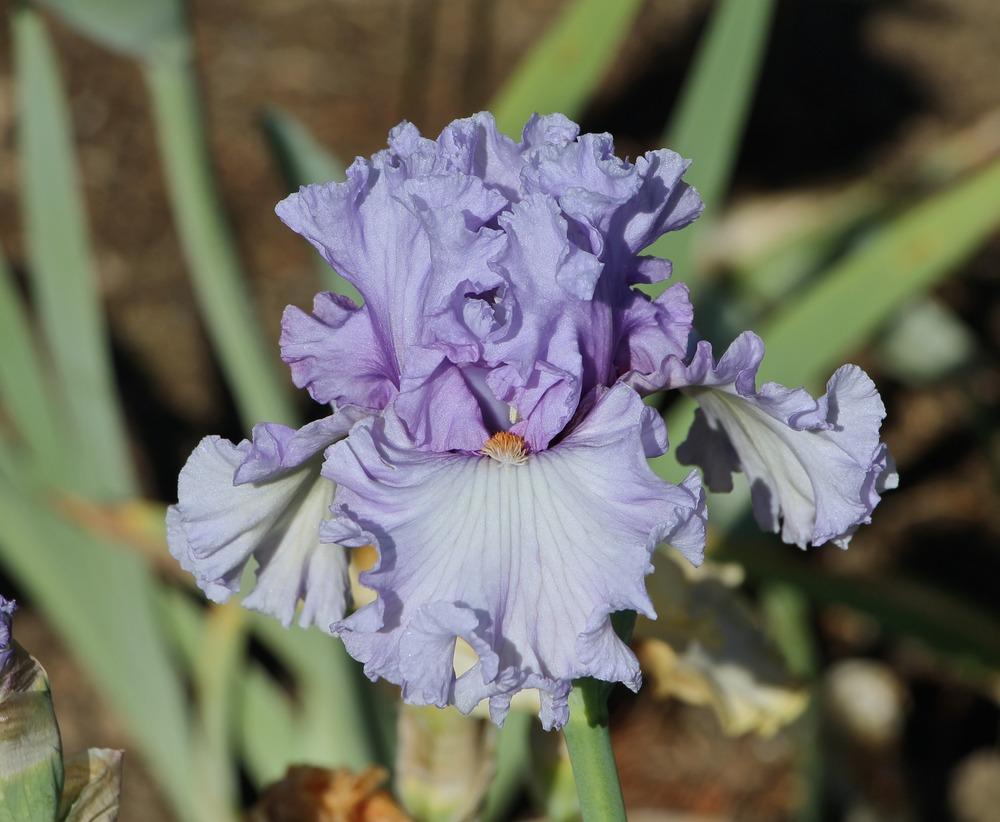 Tall Bearded Iris (Iris 'Soul Mate') in the Irises Database - Garden.org