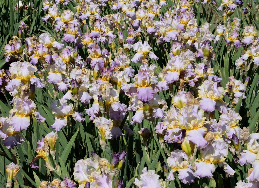 Photo of the bloom of Tall Bearded Iris (Iris 'All About Spring ...