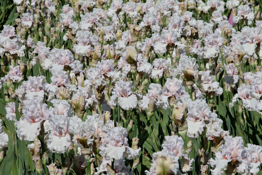 Photo of the bloom of Tall Bearded Iris (Iris 'Rite of Passage') posted ...