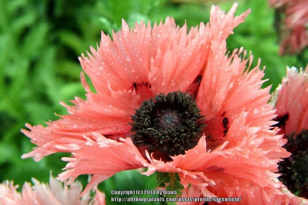 Photo of the bloom of Oriental Poppy (Papaver orientale 'Double ...