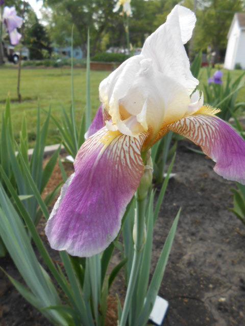 Tall Bearded Iris (Iris 'Folkwang') in the Irises Database - Garden.org