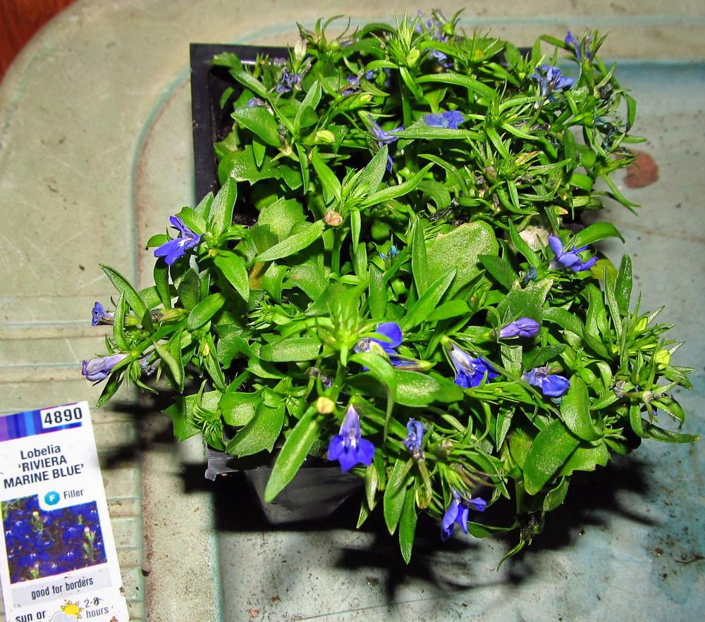 Lobelia erinus 'Riviera Marine Blue' - Garden.org