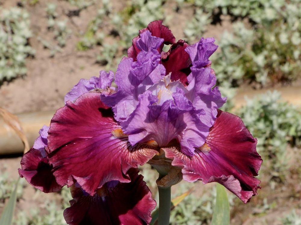 Photo of the bloom of Tall Bearded Iris (Iris 'Tempo Rouge') posted by ...