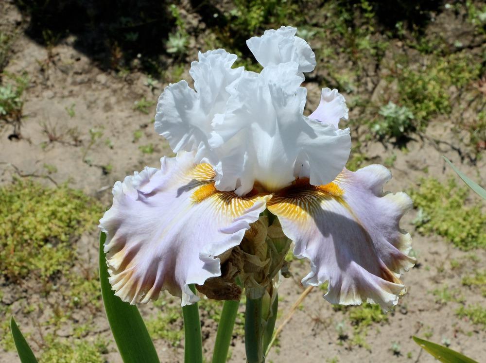 Photo of the bloom of Tall Bearded Iris (Iris 'Hello Beautiful') posted ...