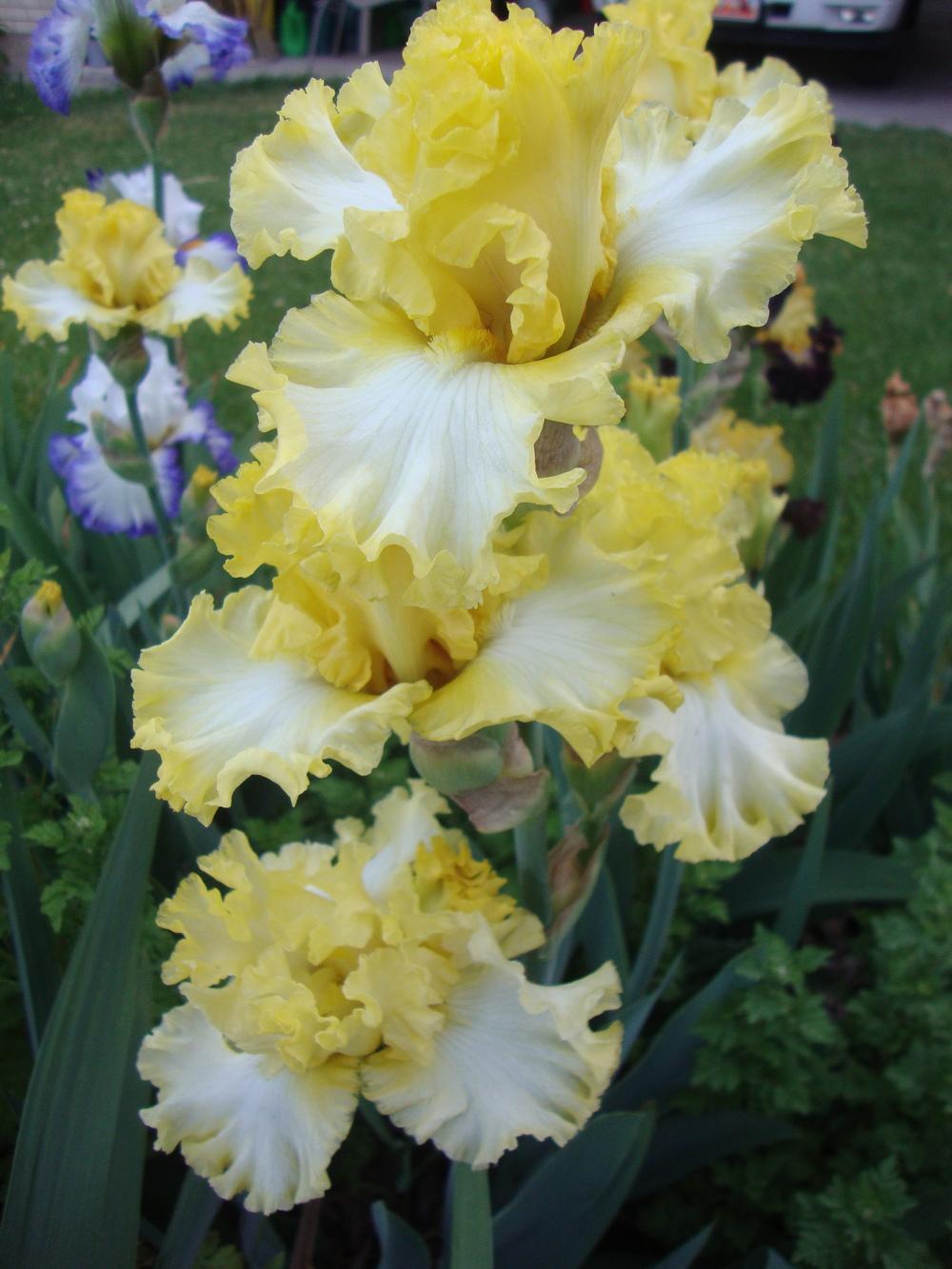 Photo of the bloom of Tall Bearded Iris (Iris 'Beauty Becomes Her ...