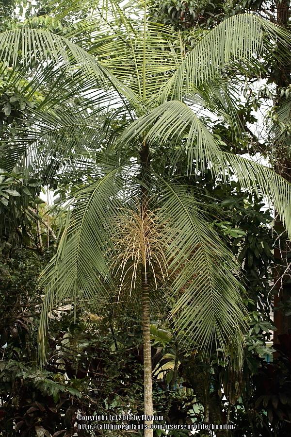 Jucara (Euterpe edulis) - Garden.org