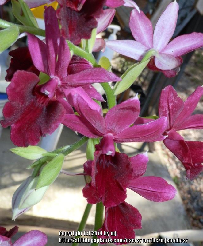 Orchid (Calanthe tankervilleae 'Rabin's Raven') - Garden.org