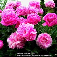 Photo of the entire plant of Peony (Paeonia 'Rozella') posted by ...