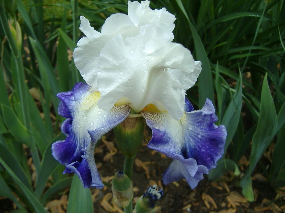 Photo of the bloom of Tall Bearded Iris (Iris 'Alsea Falls') posted by ...