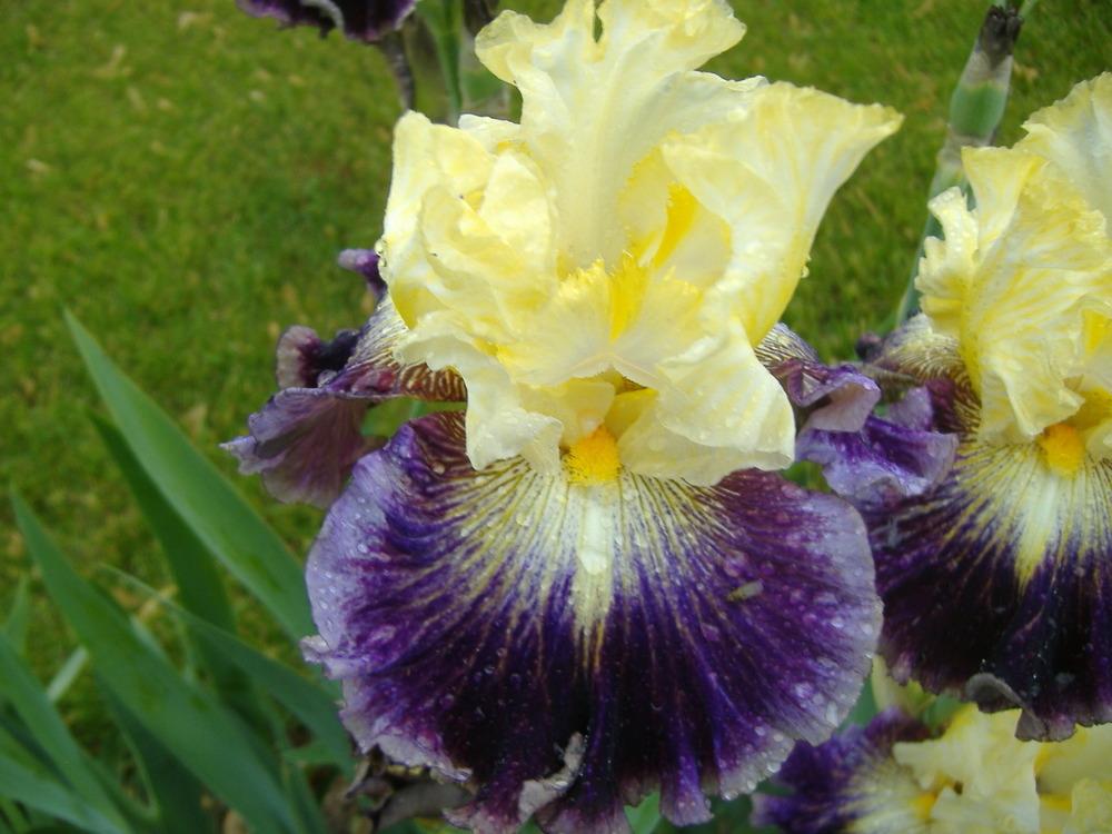 Photo of the bloom of Tall Bearded Iris (Iris 'Cold Fusion') posted by ...