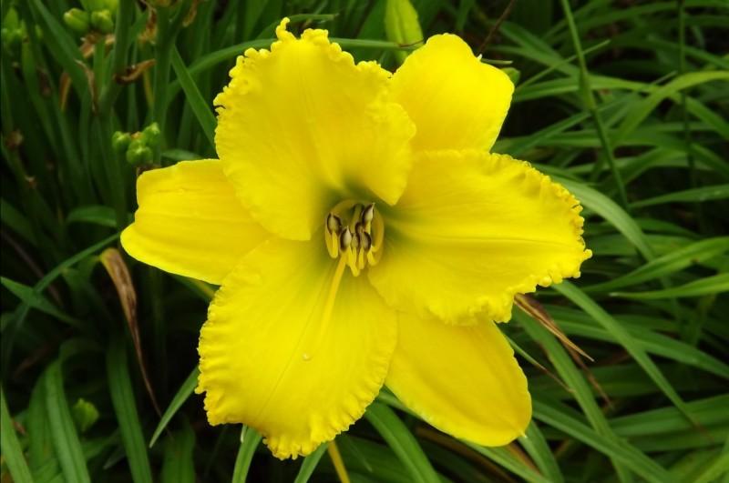 Photo of the bloom of Daylily (Hemerocallis 'Newberry Frilly Lady ...