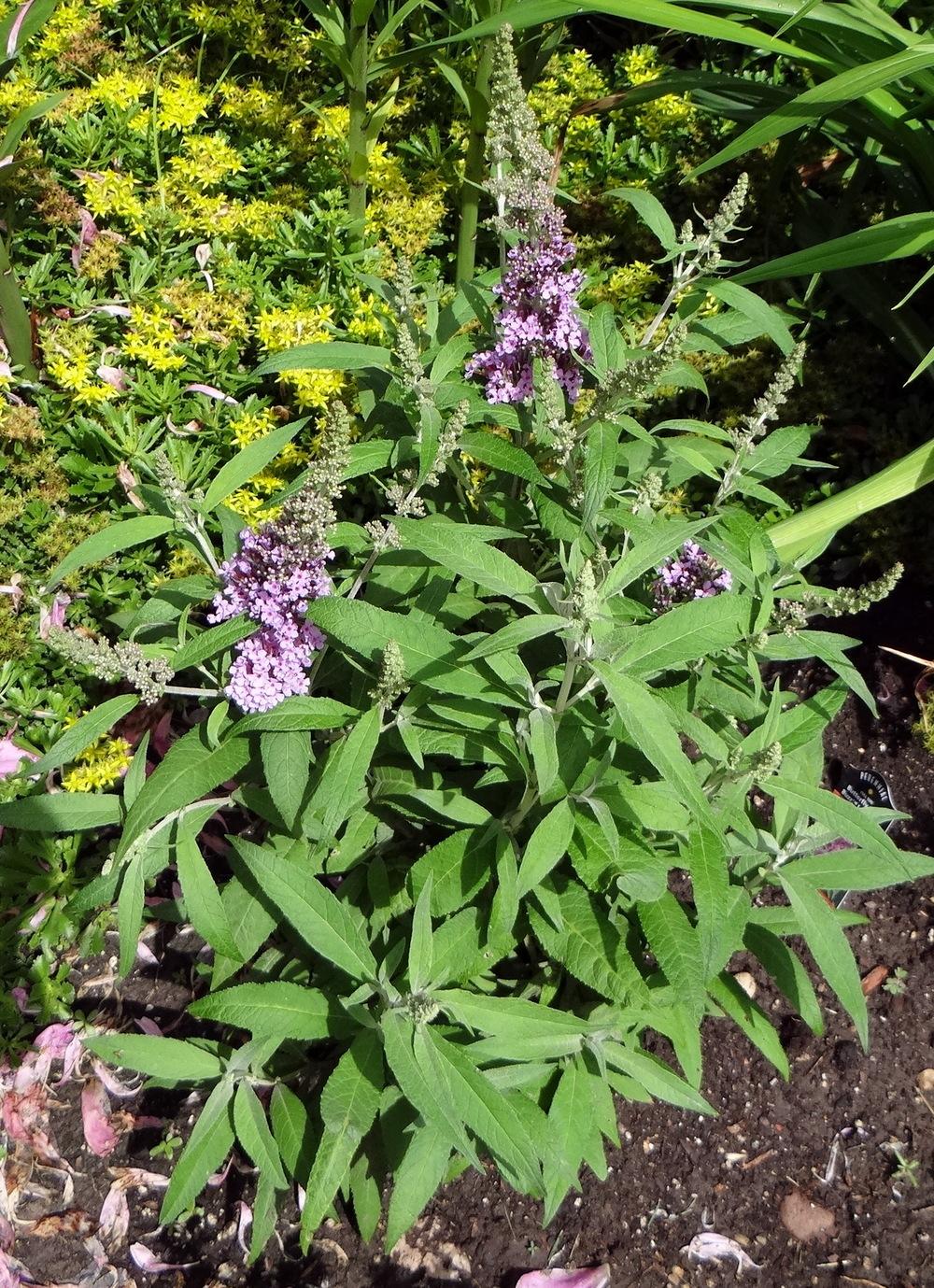 Photo of the entire plant of Butterfly Bush (Buddleja davidii Buzz ...