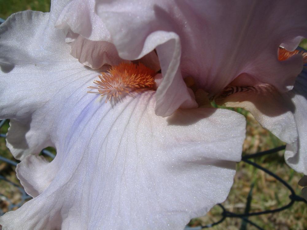 Photo of the bloom of Tall Bearded Iris (Iris 'Project Runway') posted ...