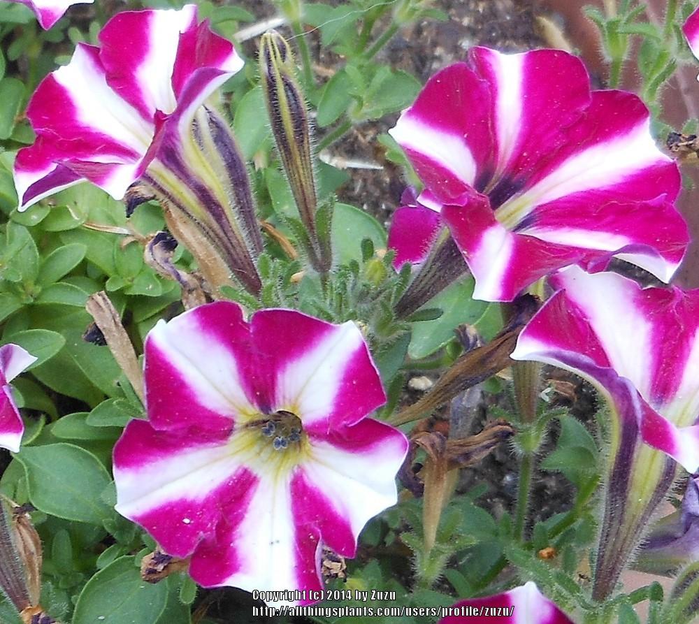 Miniature Petunia (Petunia Littletunia® Bicolor Illusion) in the ...