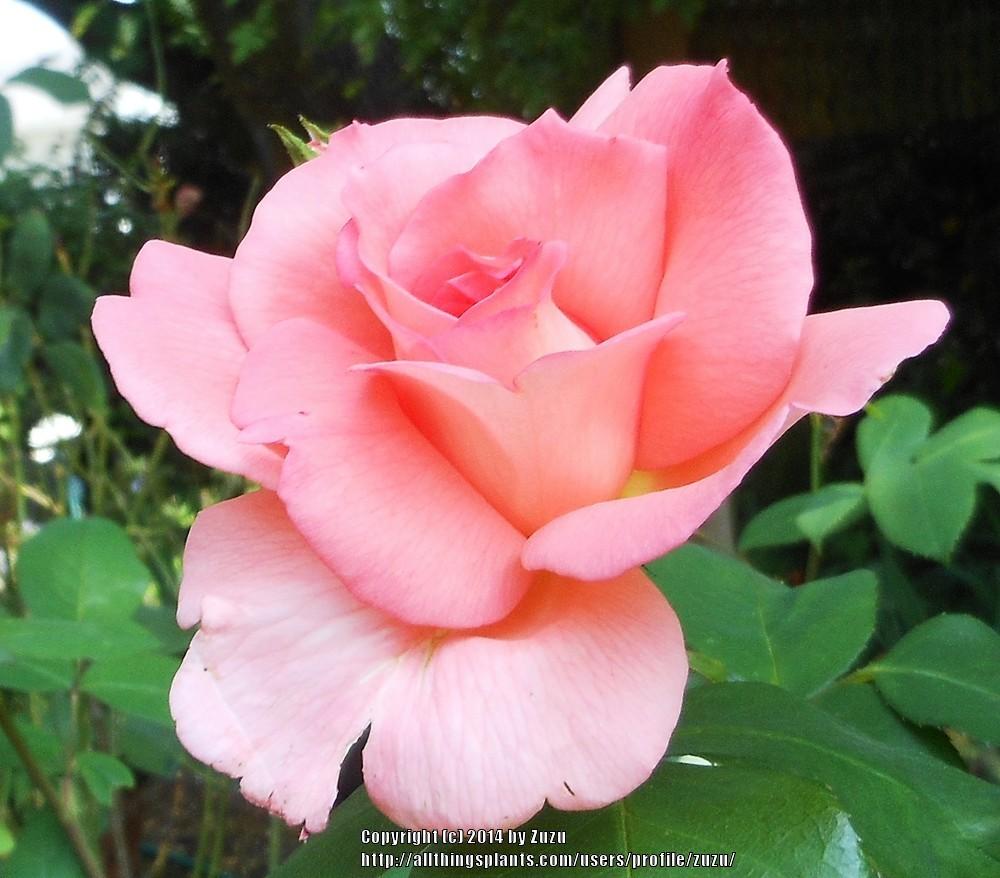 Rose (Rosa 'Cathedral Splendour') in the Roses Database - Garden.org