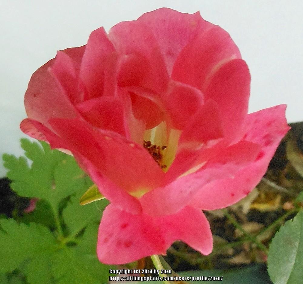 Rose (Rosa 'Rosy Cheeks') in the Roses Database - Garden.org