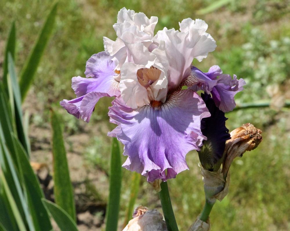 Photo of the bloom of Tall Bearded Iris (Iris 'Dance a Dance') posted ...