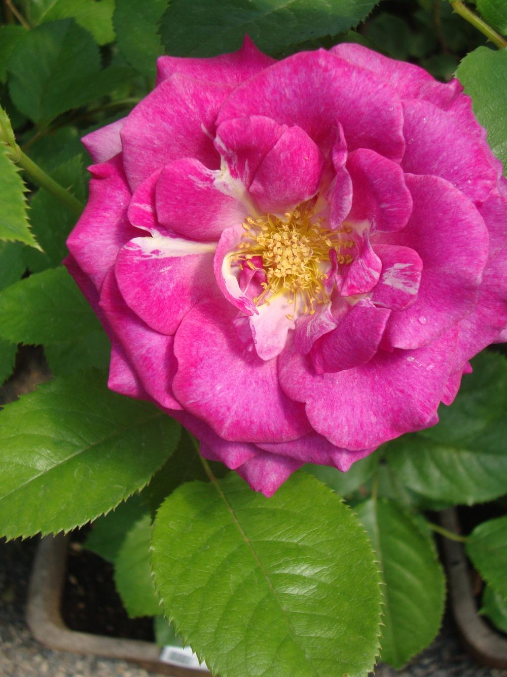 Photo of the bloom of Rose (Rosa 'Melody Parfumee') posted by Paul2032 ...