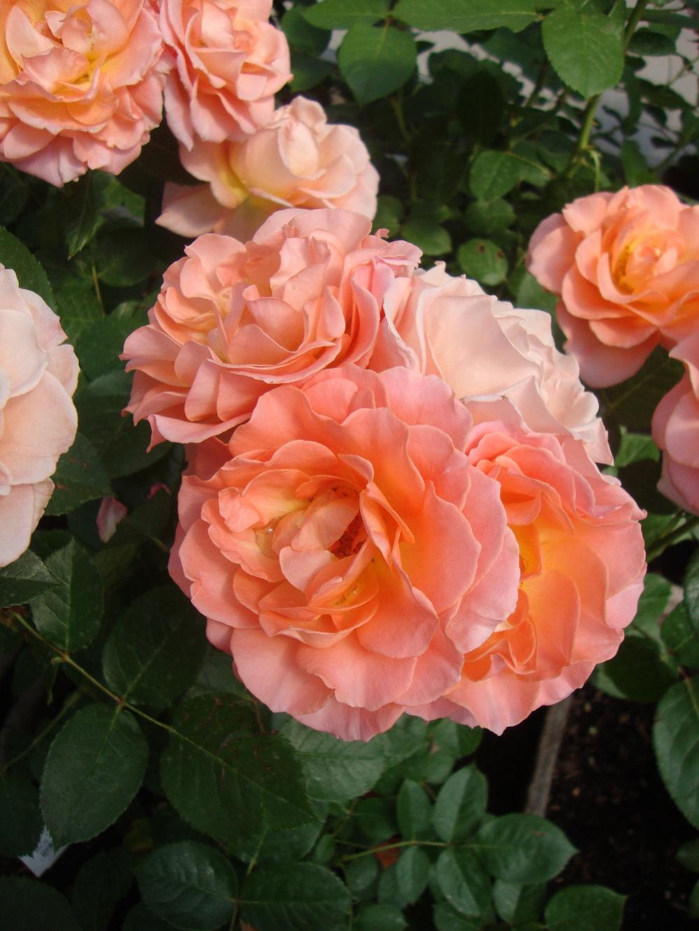 Rose (Rosa 'Jump for Joy') in the Roses Database - Garden.org