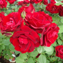 Rose (Rosa 'Hope for Humanity') in the Roses Database - Garden.org