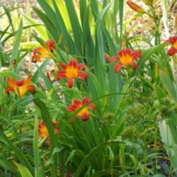 Daylily (Hemerocallis 'Red Magic') in the Daylilies Database - Garden.org
