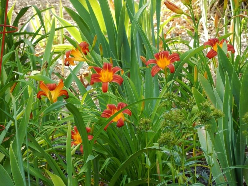 Photo of the entire plant of Daylily (Hemerocallis 'Red Magic') posted ...
