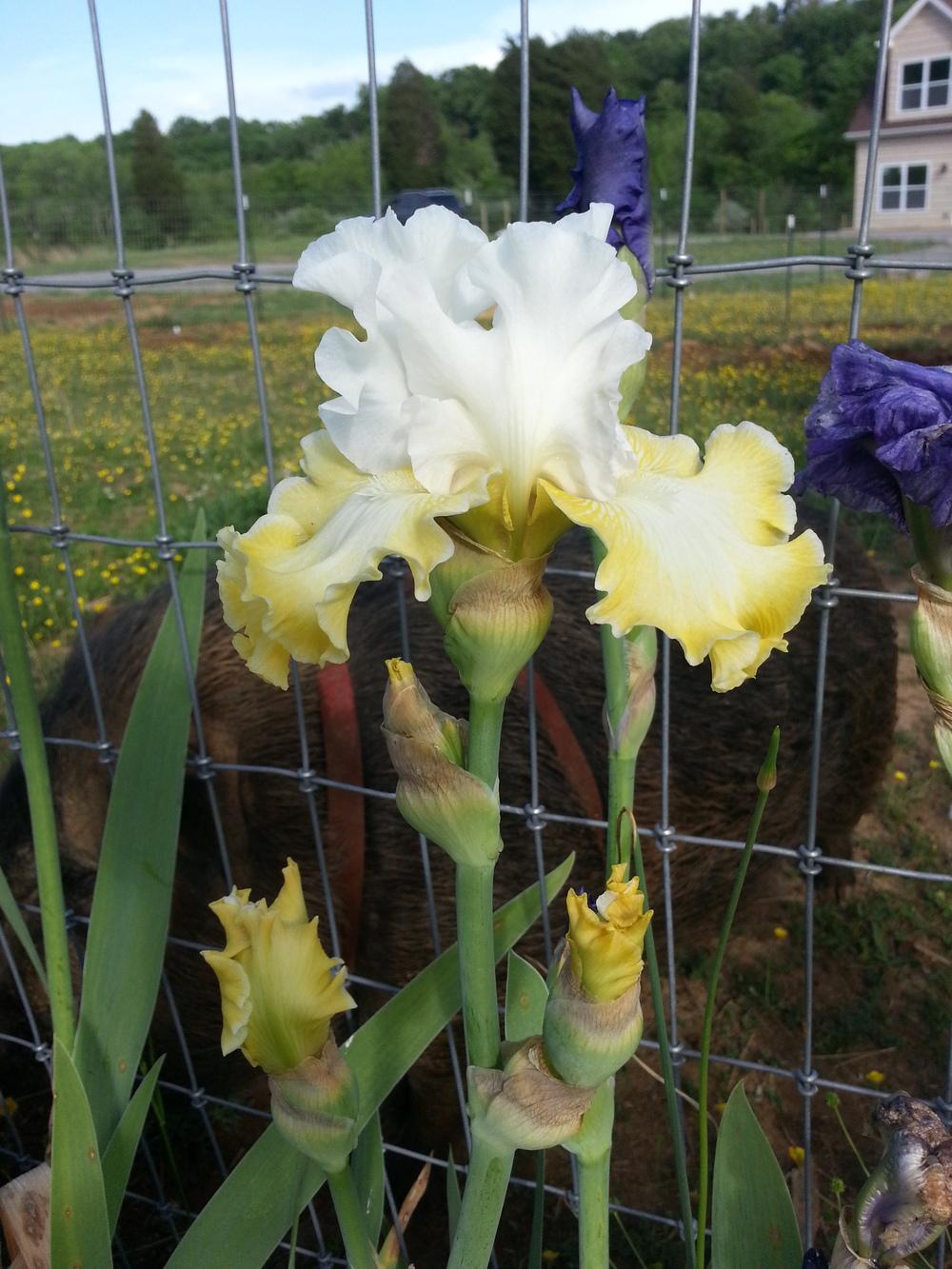 Photo of the bloom of Tall Bearded Iris (Iris 'Smiling Faces') posted ...