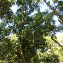 Japanese Fern Tree (Filicium decipiens) - Garden.org