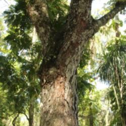 Japanese Fern Tree (Filicium decipiens) - Garden.org