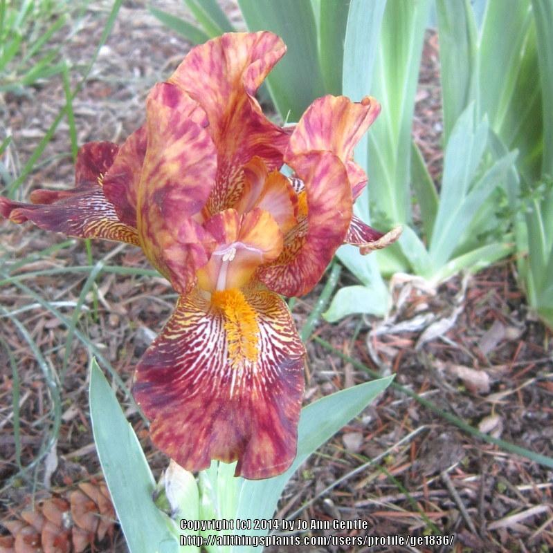 Intermediate Bearded Iris (Iris 'Peppered Leopard') in the Irises ...
