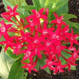 Egyptian Star Cluster (Pentas lanceolata 'Graffiti Lipstick') - Garden.org