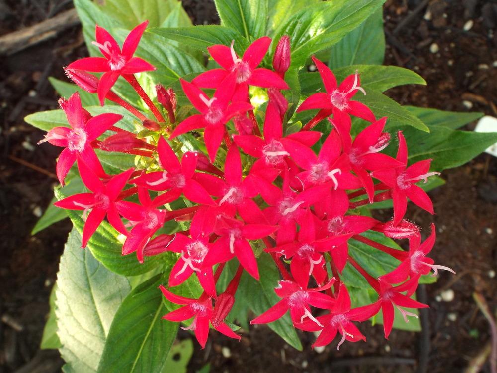 Egyptian Star Cluster (Pentas lanceolata 'Graffiti Lipstick') - Garden.org