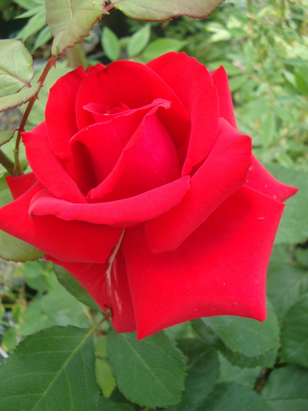 Rose (Rosa 'Grande Amore') in the Roses Database - Garden.org