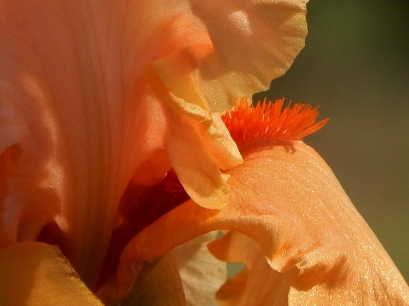 Photo of the bloom of Tall Bearded Iris (Iris 'Autumn Riesling') posted ...