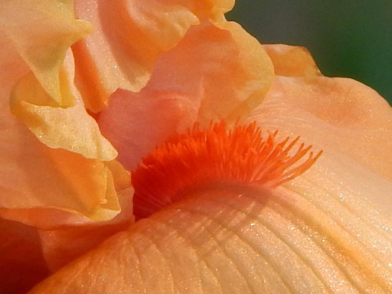Photo of the stamens, filaments and pistils of Tall Bearded Iris (Iris ...