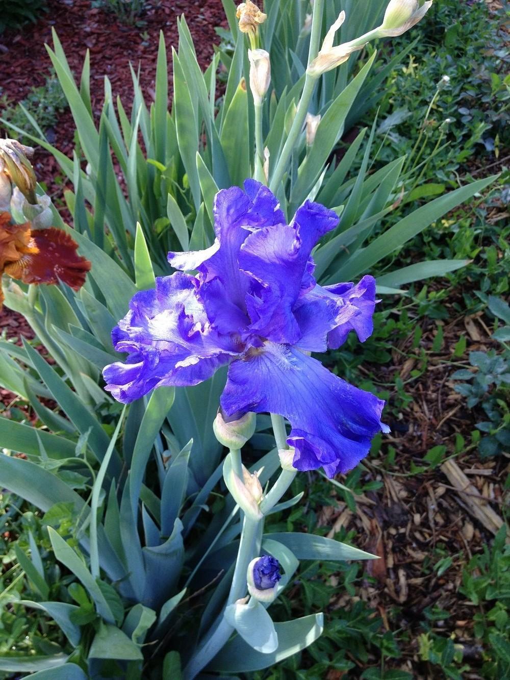 NoID iris. in the Irises forum - Garden.org