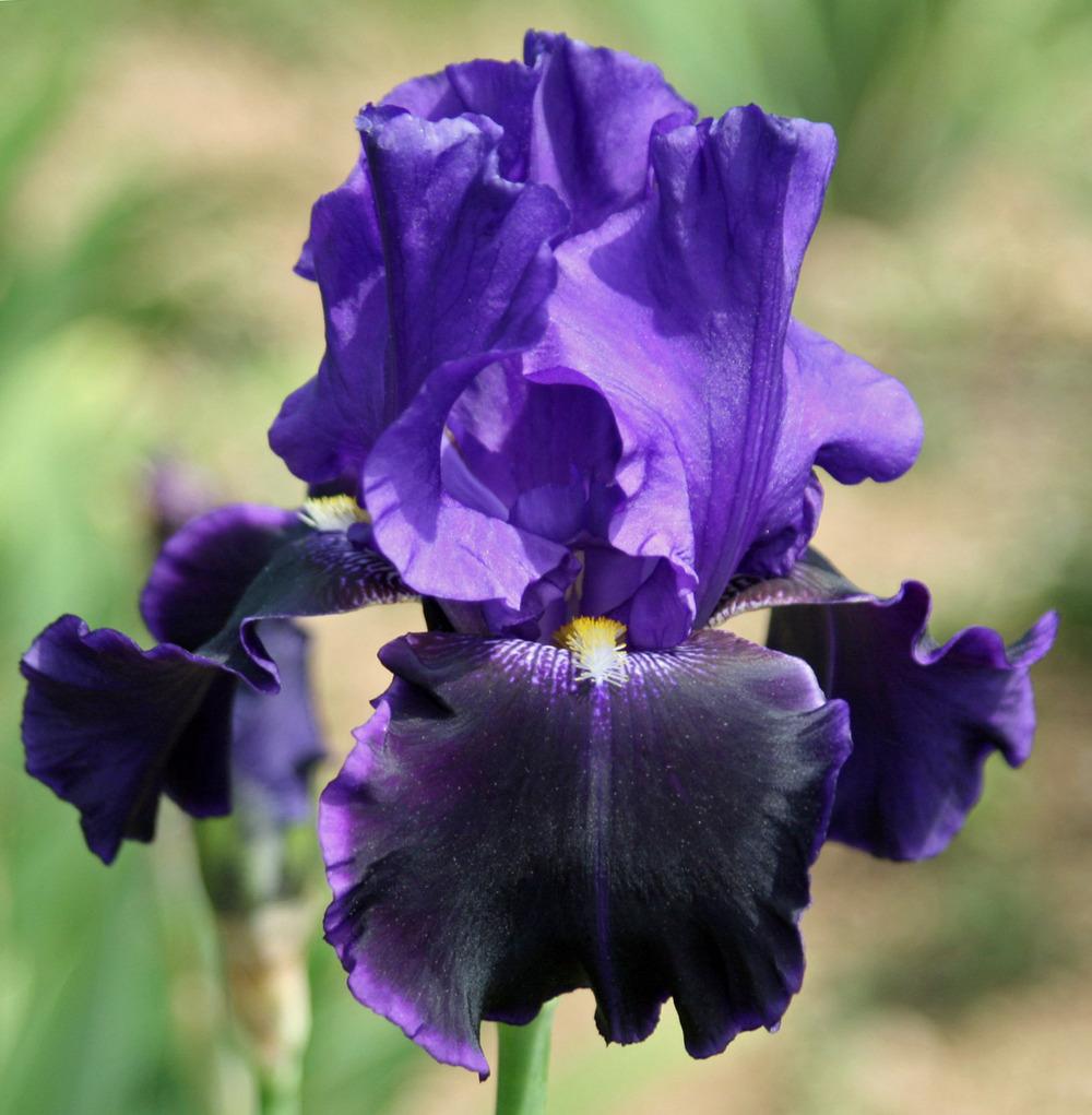 Tall Bearded Iris (Iris 'Into the Night') in the Irises Database ...