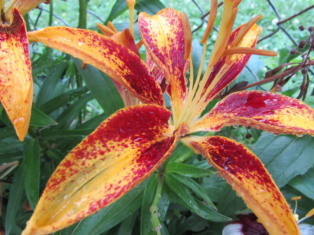 Photo of the bloom of Lily (Lilium 'Tiny Sensation') posted by ...